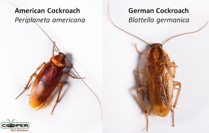 American Cockroaches vs. German Cockroaches. What’s the Difference?